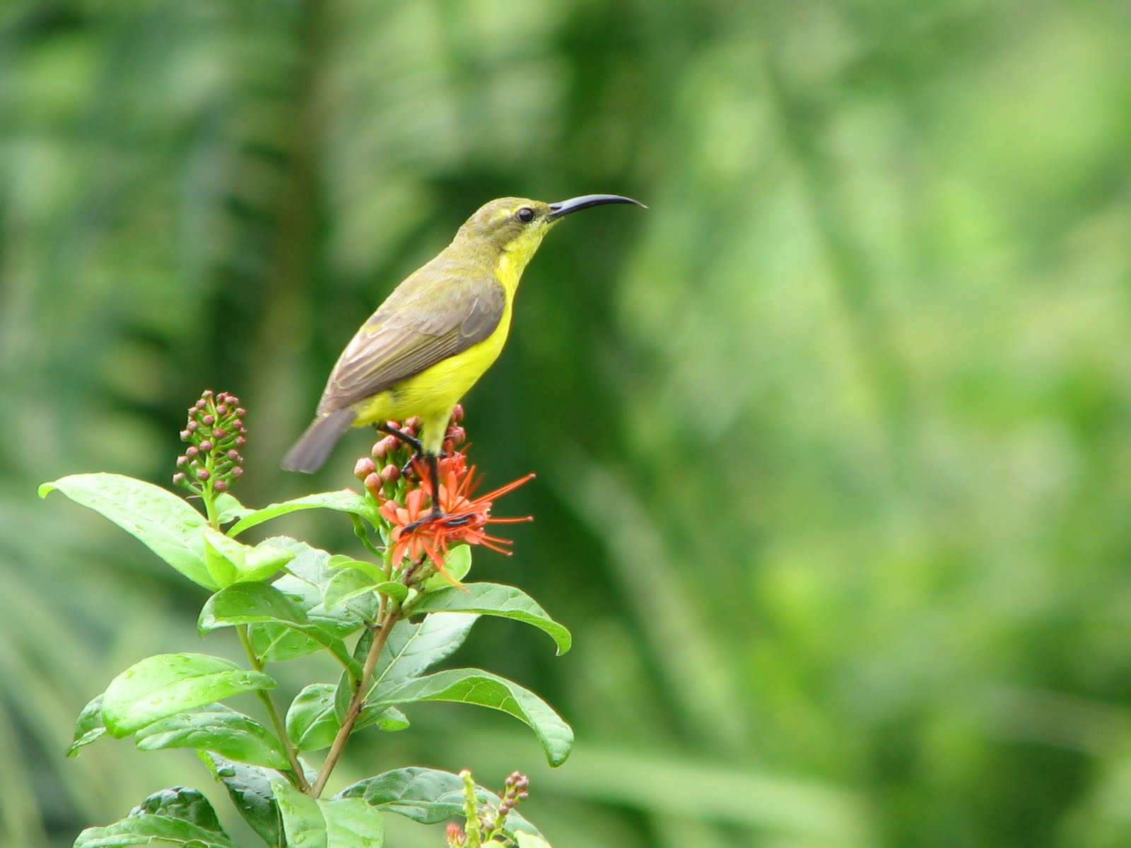 Bush Bernie's Blog: Wildlife on Wednesday ... the Yellow-Bellied Sunbird.