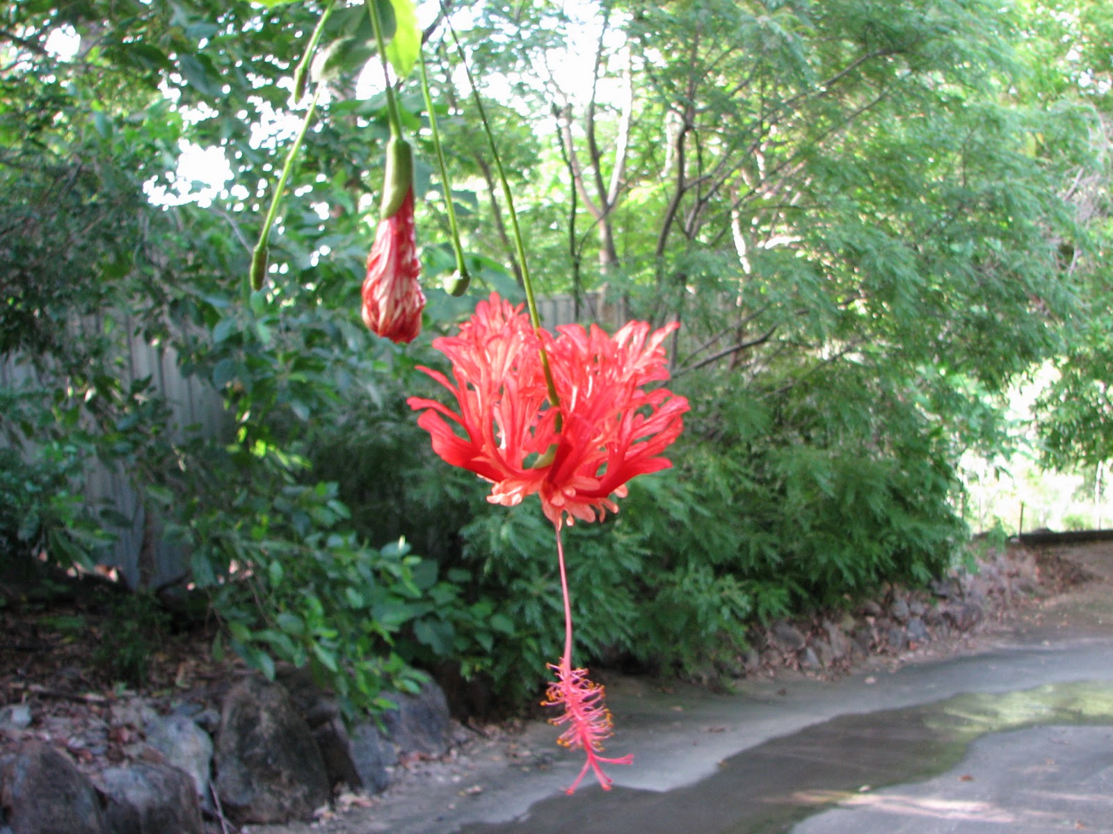 My Dry Tropics Garden: Hibiscus schizopetalus - Japanese Lantern