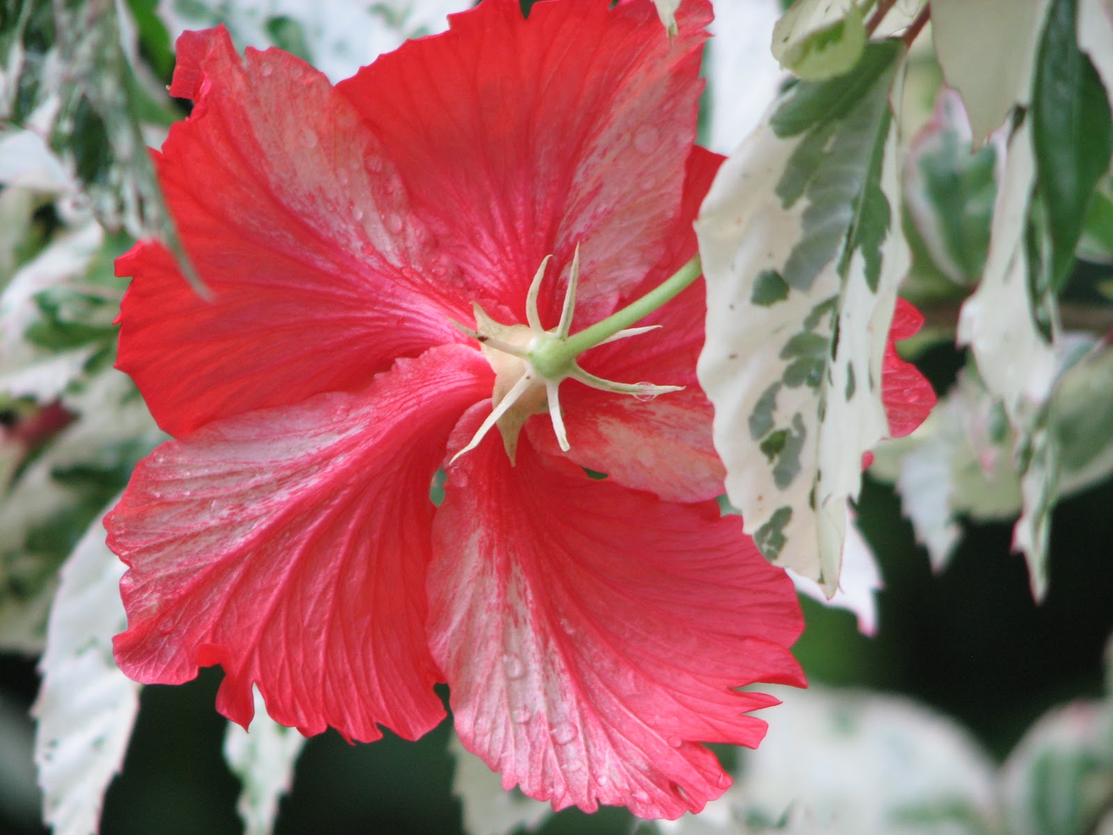 My Dry Tropics Garden: Hibiscus rosa-sinensis variegata "Roseflake" and ...