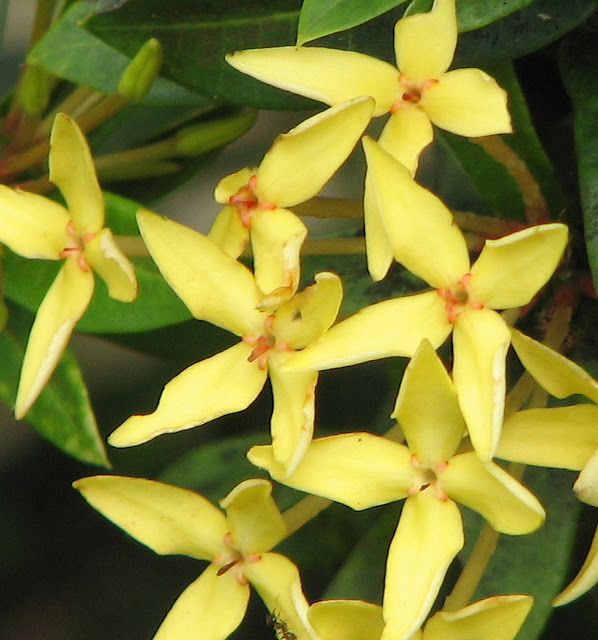 Bush Bernie's Blog: The Hot, The Loud and The Proud ... Ixoras.