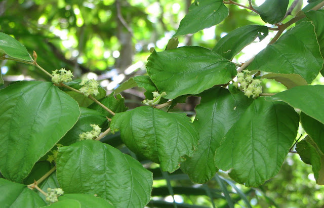 My Dry Tropics Garden: My own native 'Bush Tucker' tree - Sterculia ...