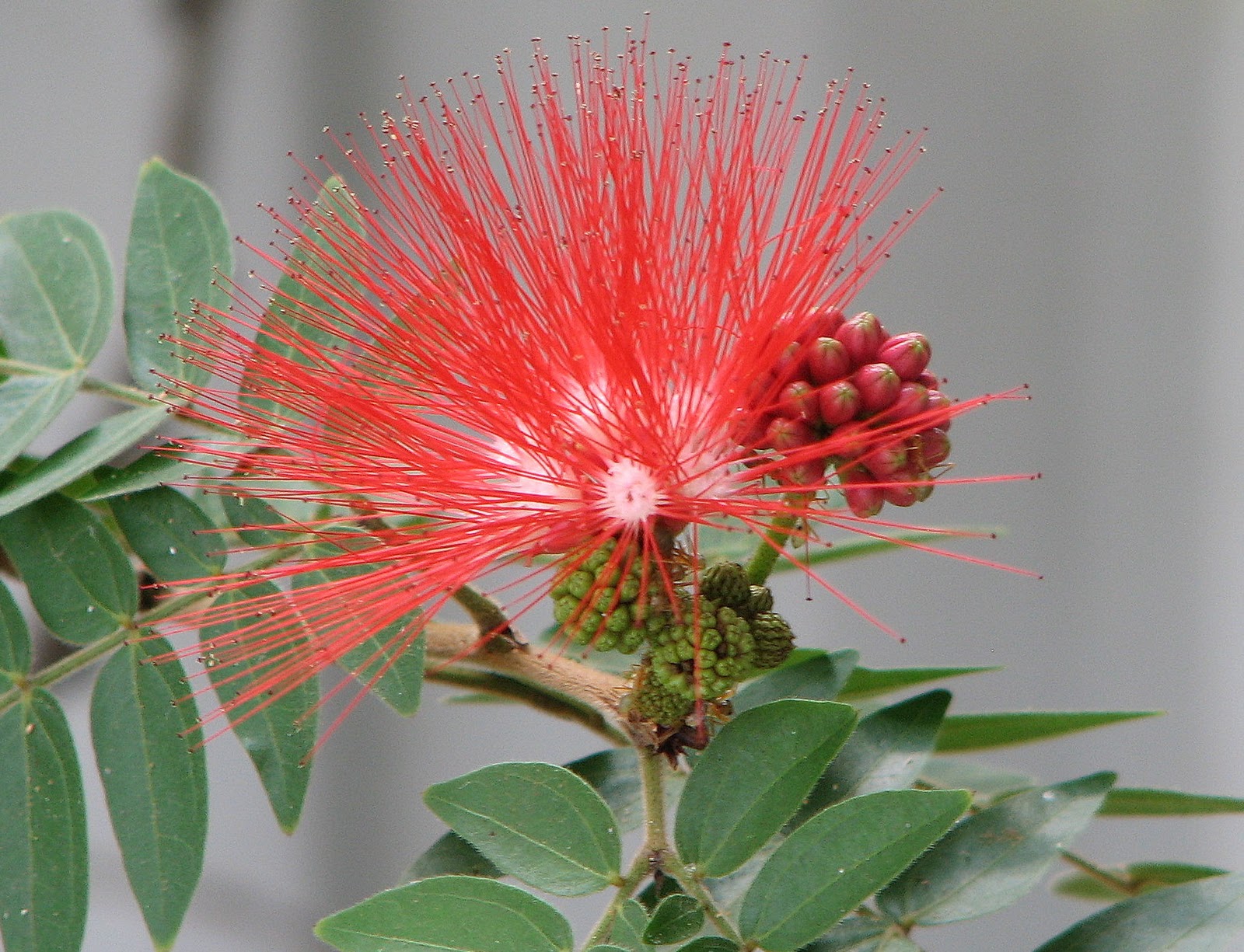 My Dry Tropics Garden: Calliandras - the striking Powderpuffs.