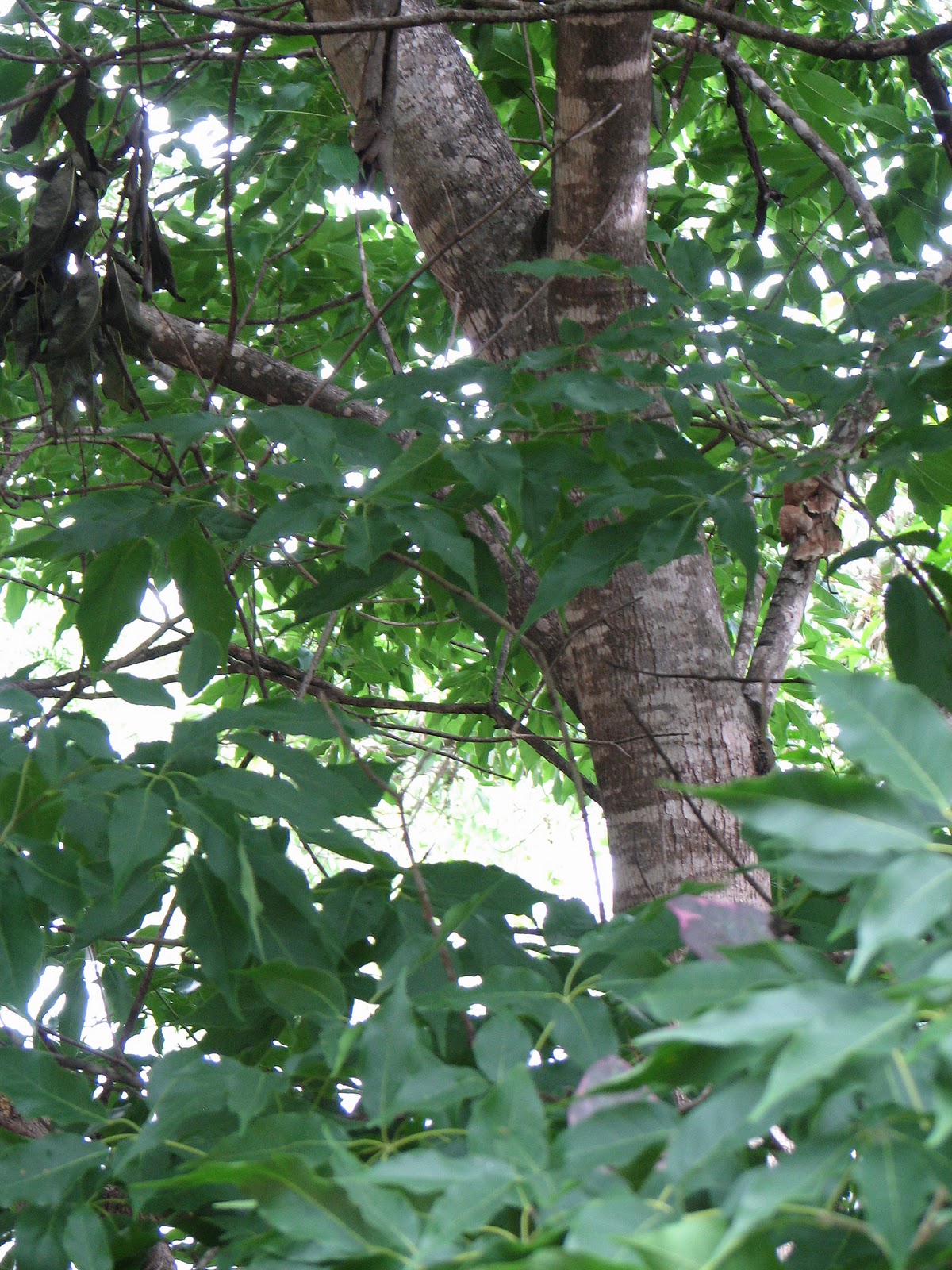 My Dry Tropics Garden: Tabebuia impetiginosa - the Dwarf Pink Trumpet Tree