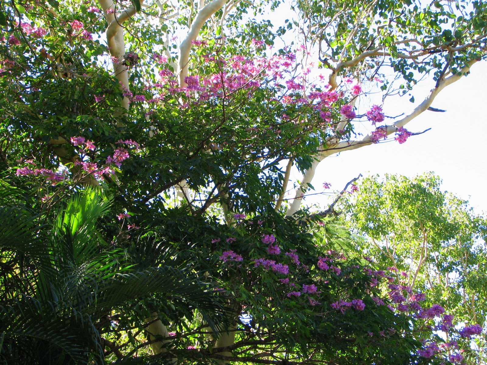 My Dry Tropics Garden: Tabebuia impetiginosa - the Dwarf Pink Trumpet Tree