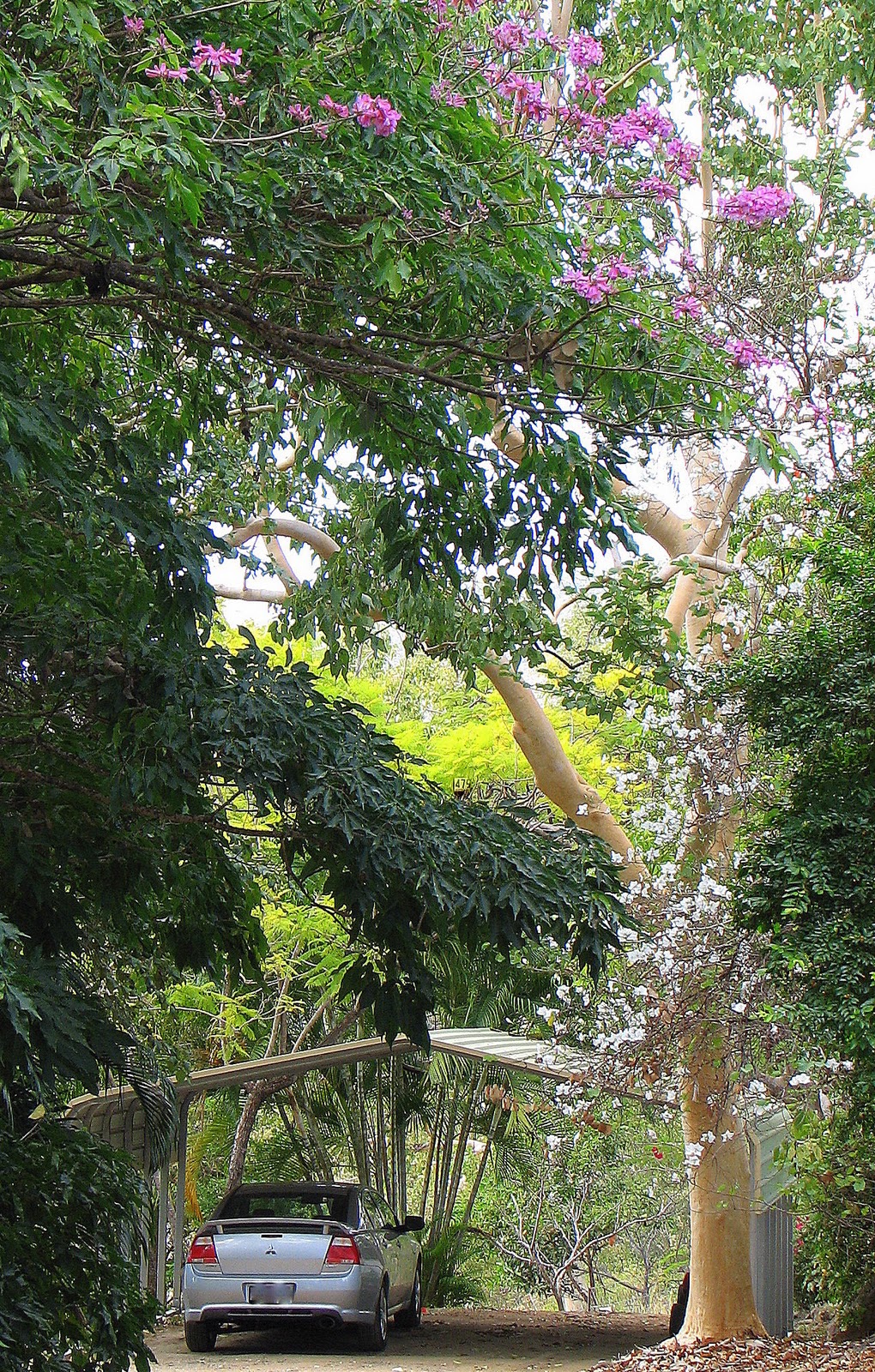 My Dry Tropics Garden: Tabebuia impetiginosa - the Dwarf Pink Trumpet Tree