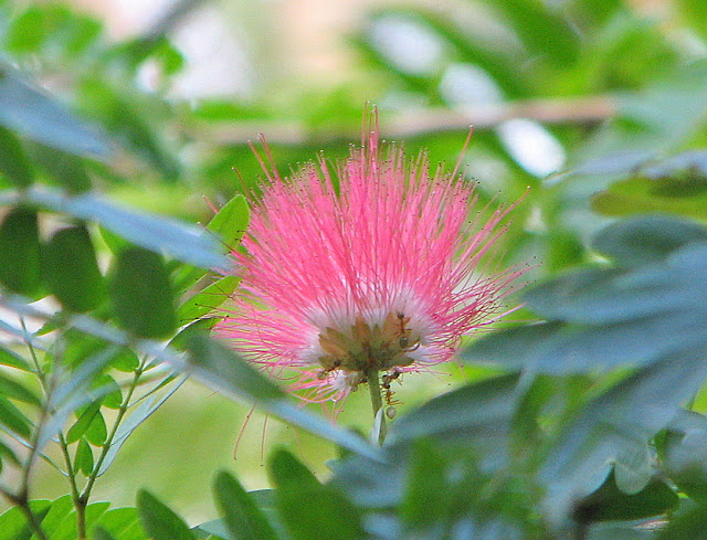 My Dry Tropics Garden: Calliandras - the striking Powderpuffs.