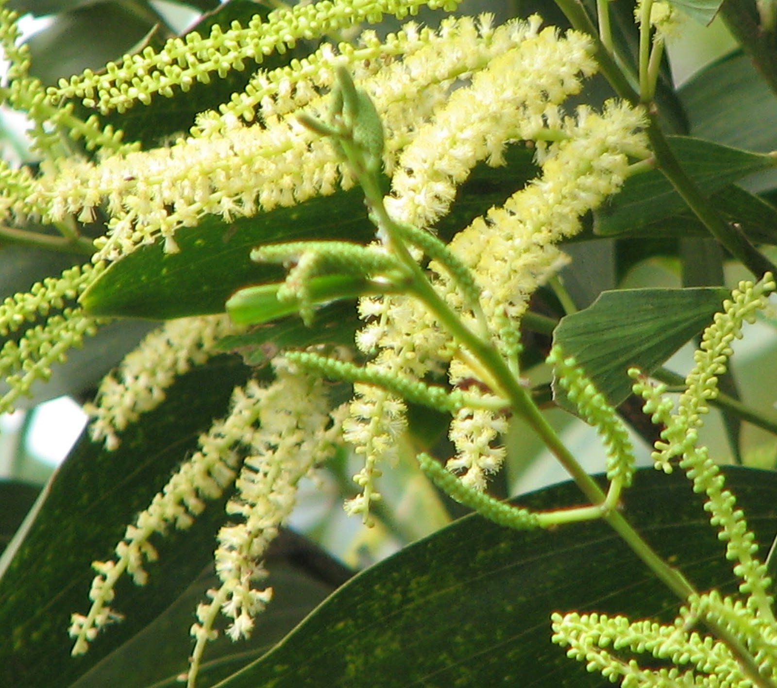 My Dry Tropics Garden: Our First Day of Spring Downunder ... and Our ...