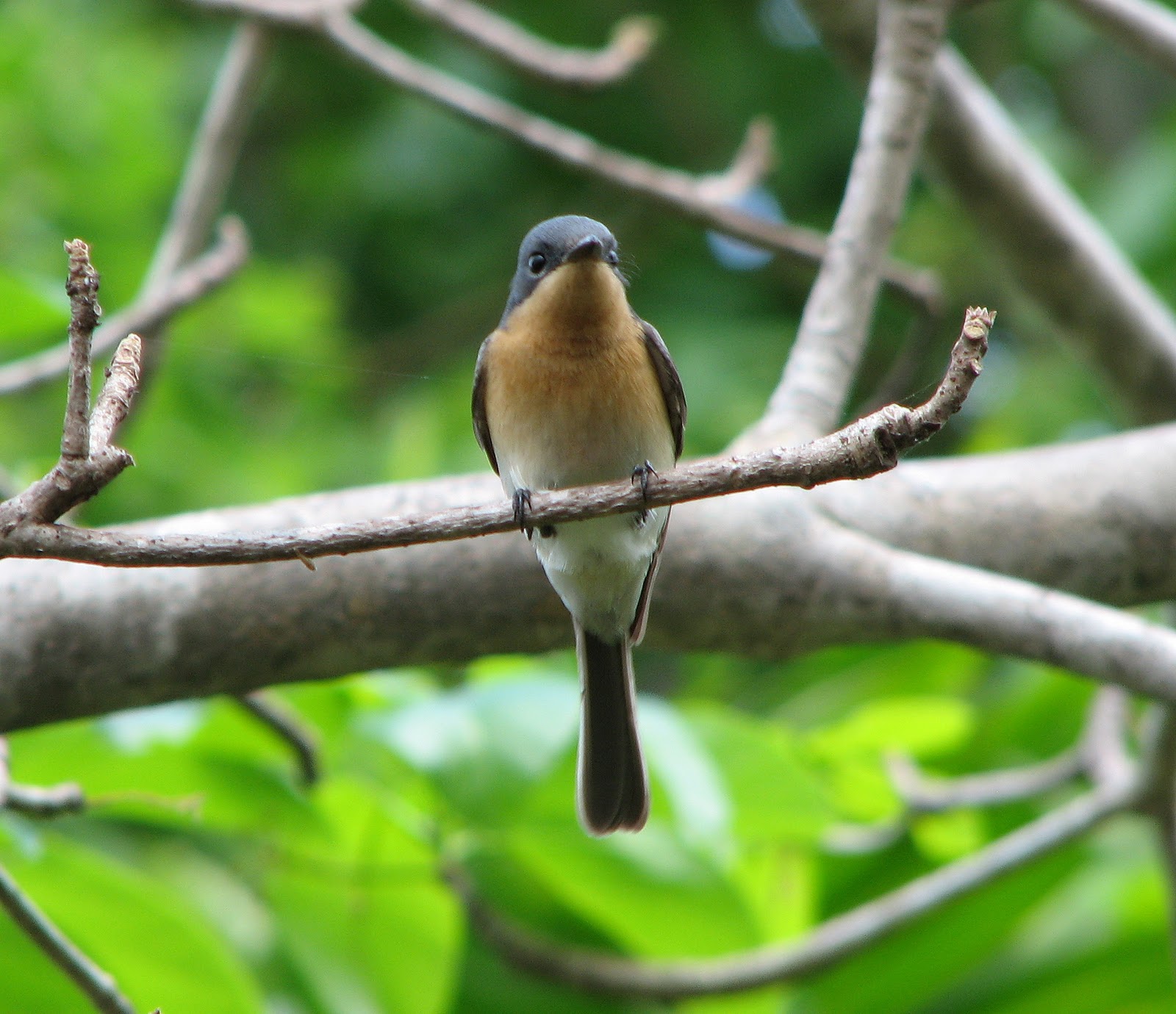 Bush Bernie's Blog: Wildlife on Wednesday ... the Leaden Flycatcher.