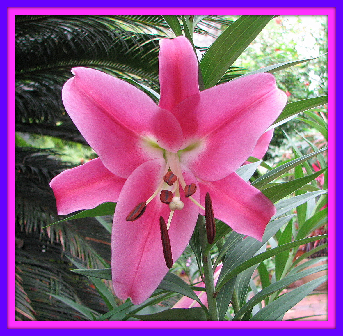 Bush Bernie's Blog: Flower Flaunt on Friday - first month of Spring ...