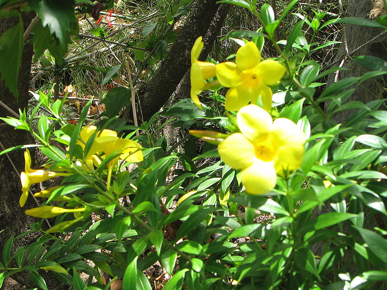 Bush Bernie's Blog: Flower Flaunt on Friday - another soggy, muggy mid ...