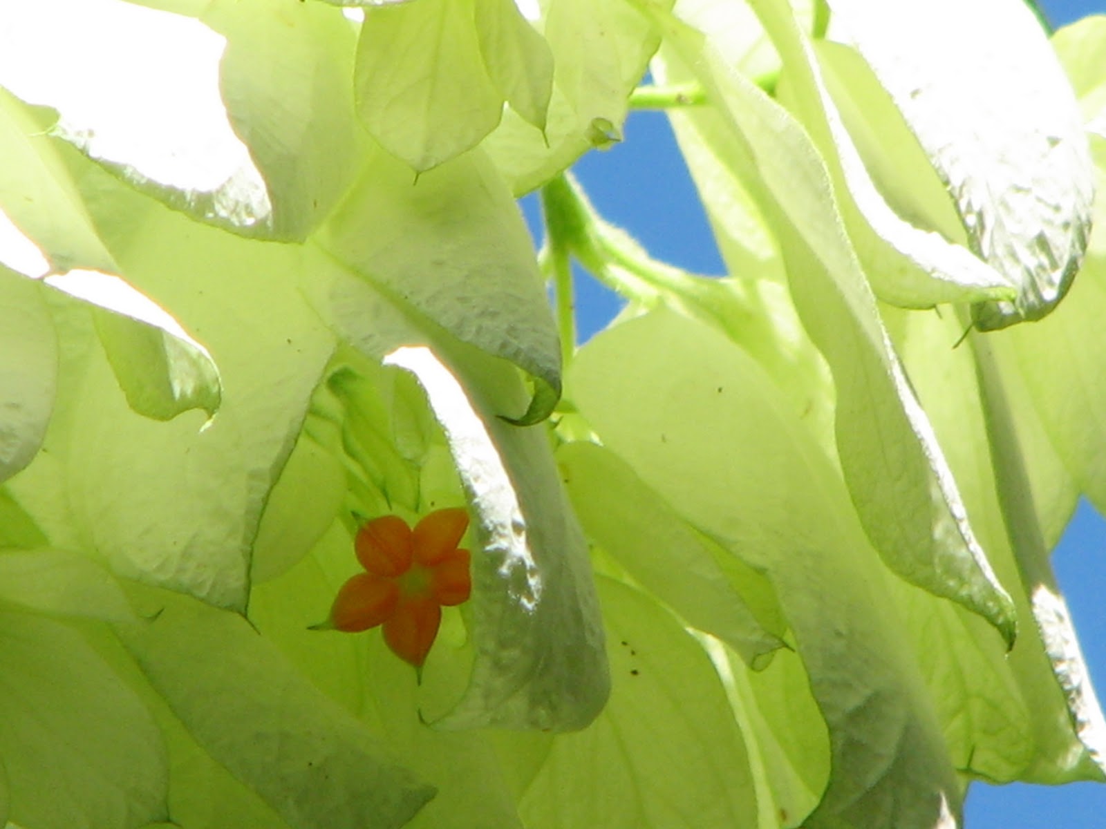 Bush Bernie's Blog: Flower Flaunt on Friday/Mosaic Monday - in the ...