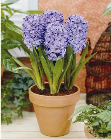 DECORATION: HYACİNTH ARRANGEMENT