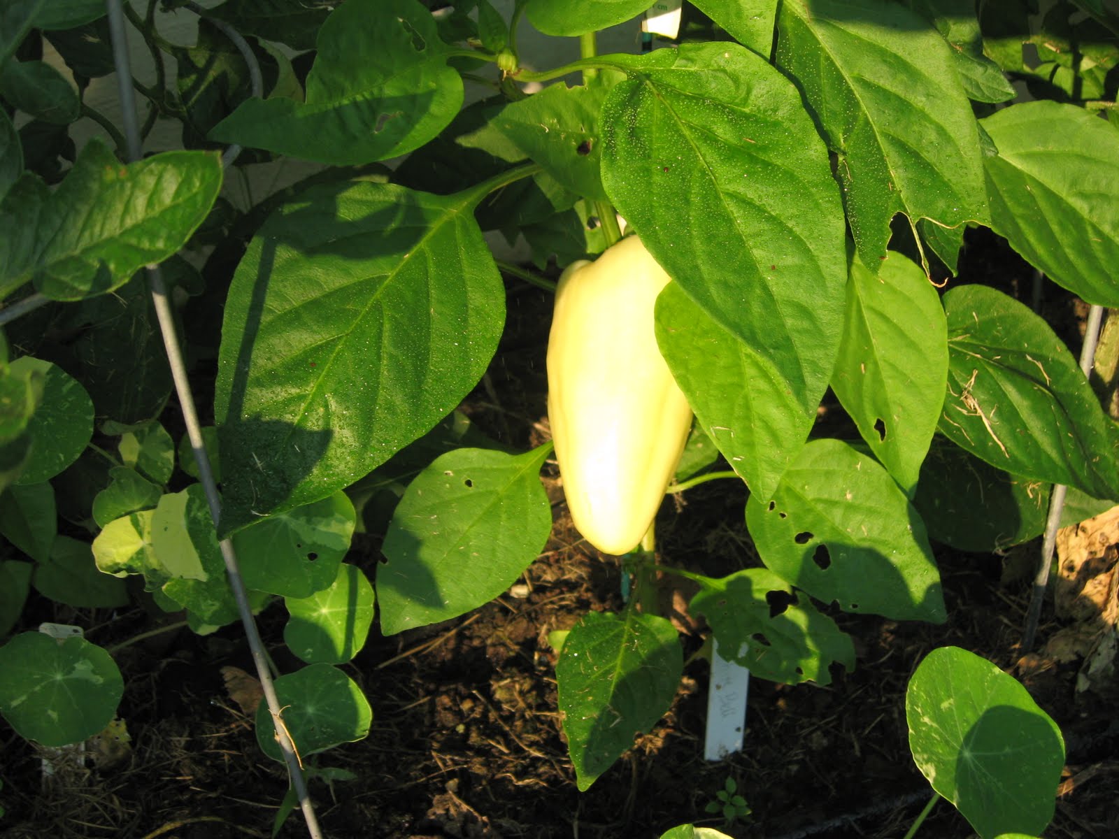 Oliver's Bungalow: Pepper Plants