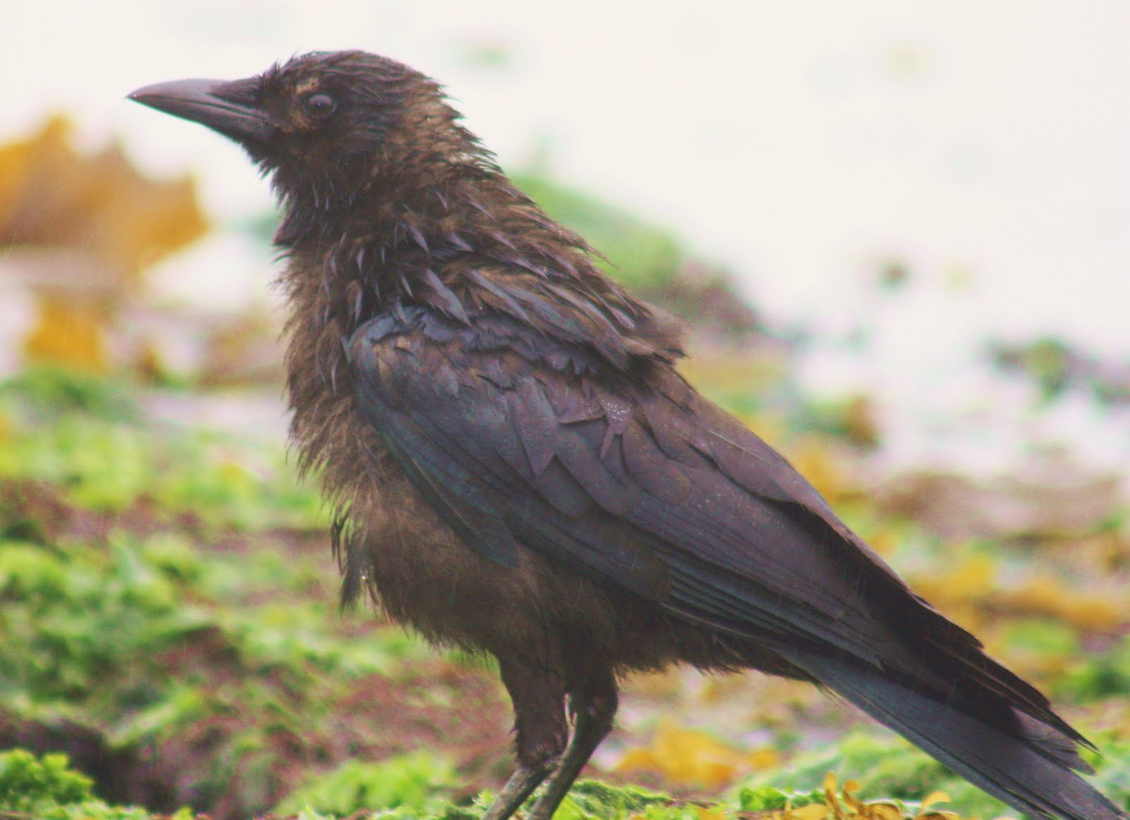 Copper Crow Studio: Bird Photos