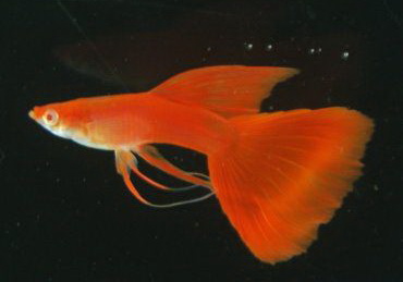 M@E 孔雀鱼俱乐部: solic 單色