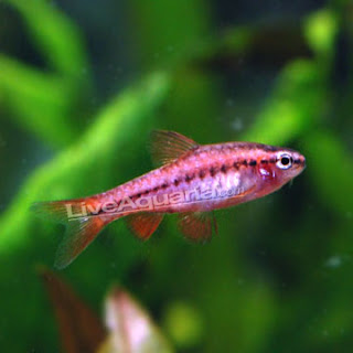 Cherry Barb - Freshwater Fishs