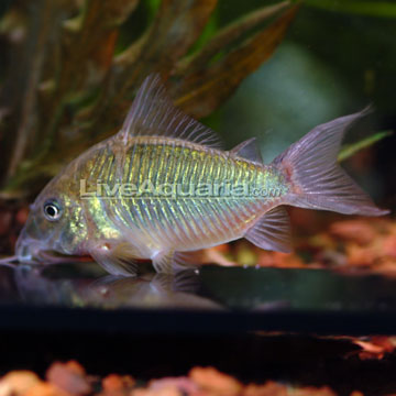 Emerald Green Cory Cat - Freshwater Fishs