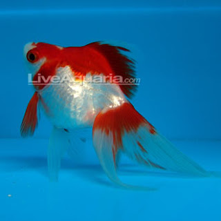Red & White Ryukin Goldfish - Freshwater Fishs