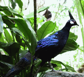 faisanes y aves ornamentales: FAISANES