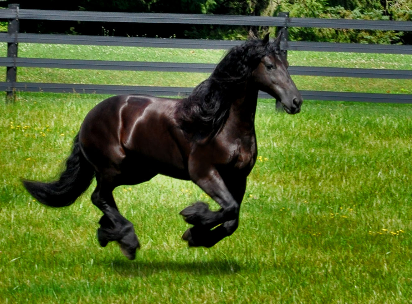 Sleipner: Friesians Cas & Cor
