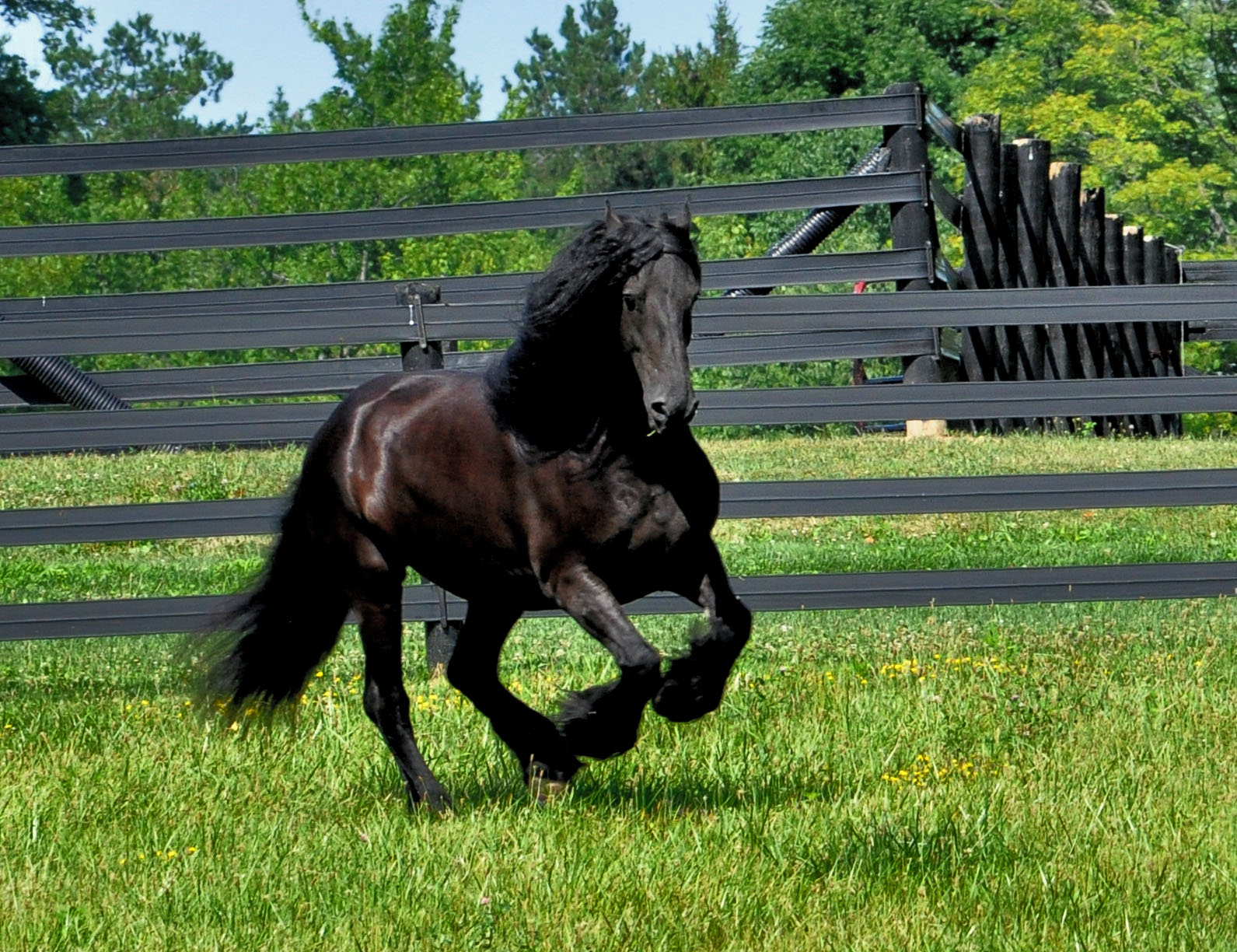 Sleipner: Friesians Cas & Cor