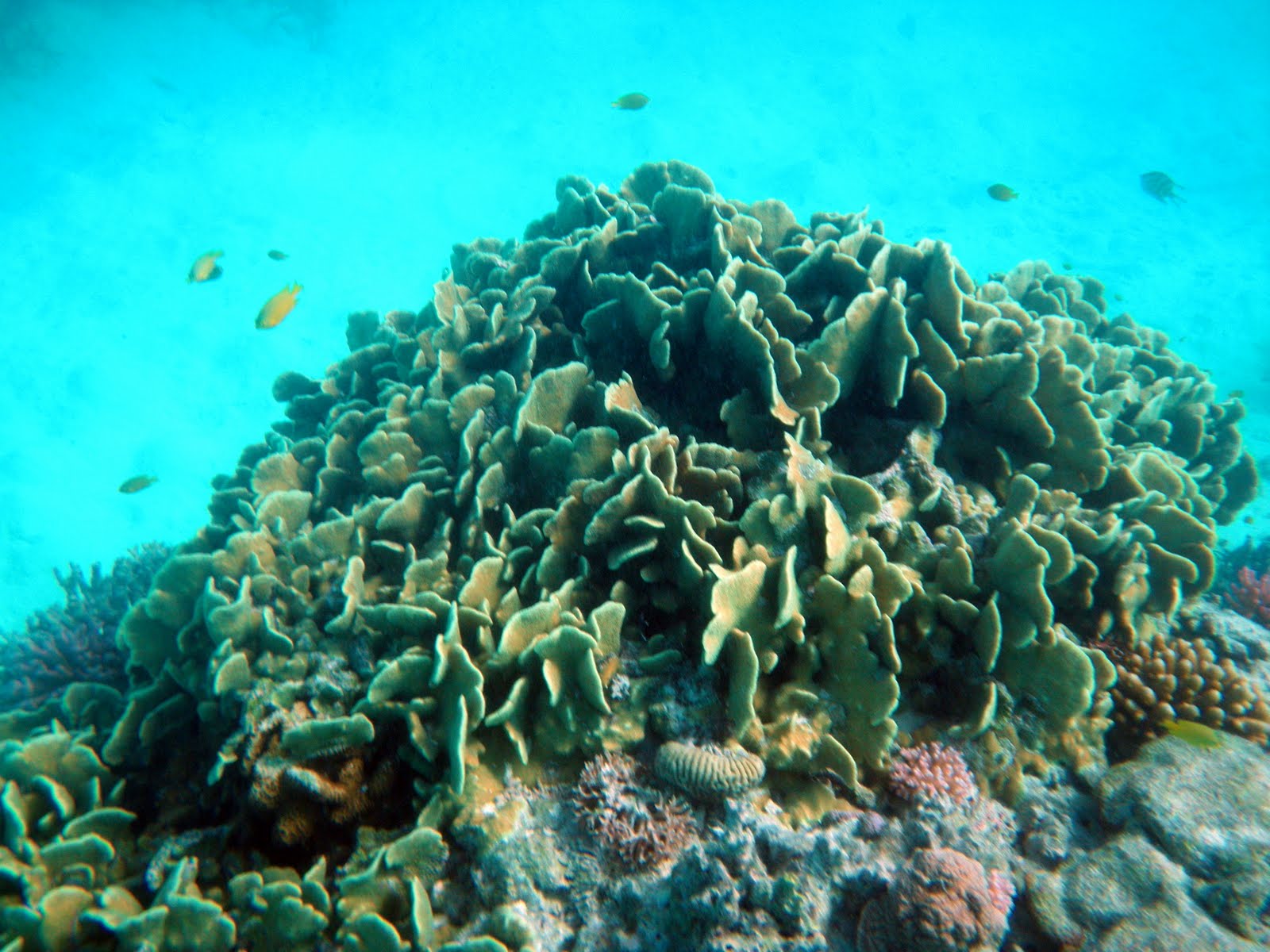 Koob's New Zealand/Australia Adventures: THE Great Barrier Reef!