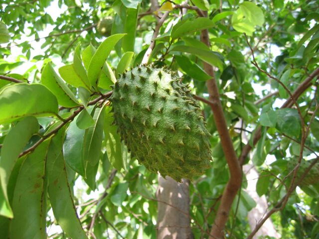 Natural Health: Soursop tamer Cancer More Powerful Than Chemotherapy