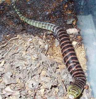 briba :: Mundo da Biologia