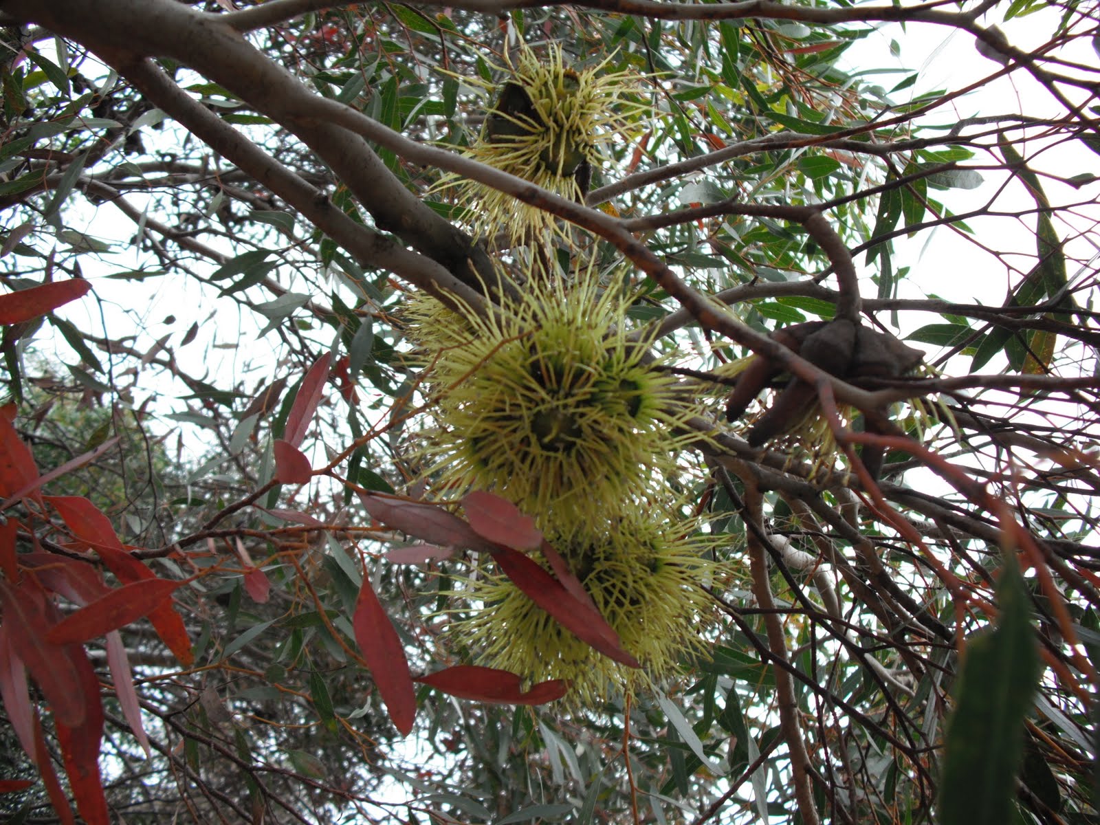 Country Fragrance: One Flower Wednesday