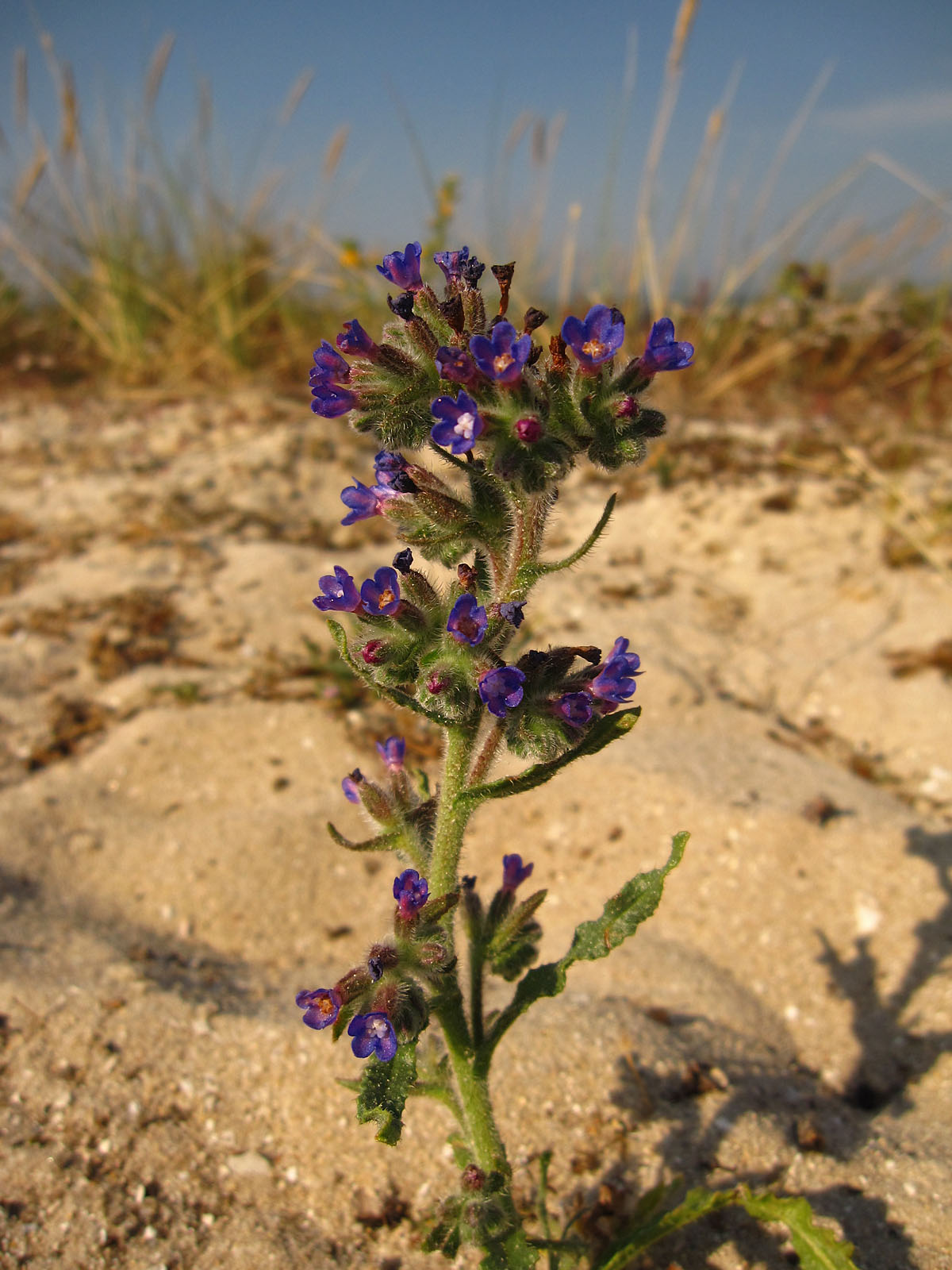 naturaleza naturalmente: Anchusa calcarea Boiss.
