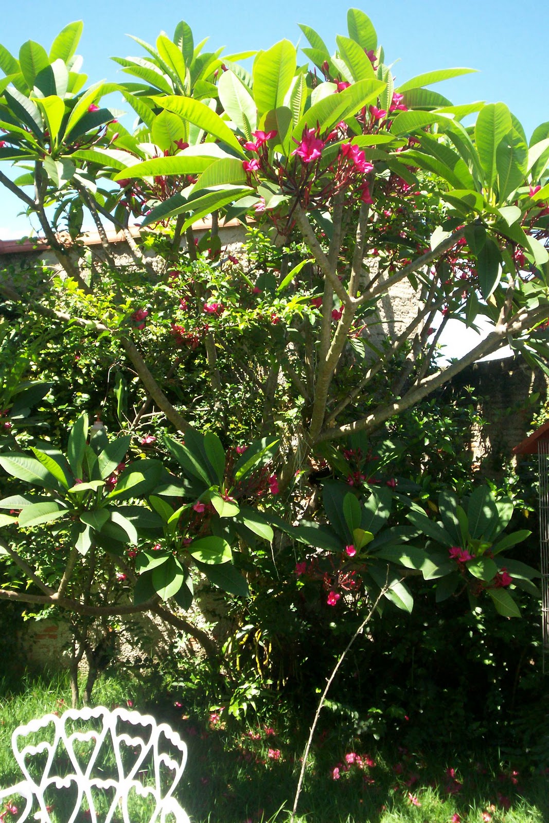 rã: Flor de jasmin manga