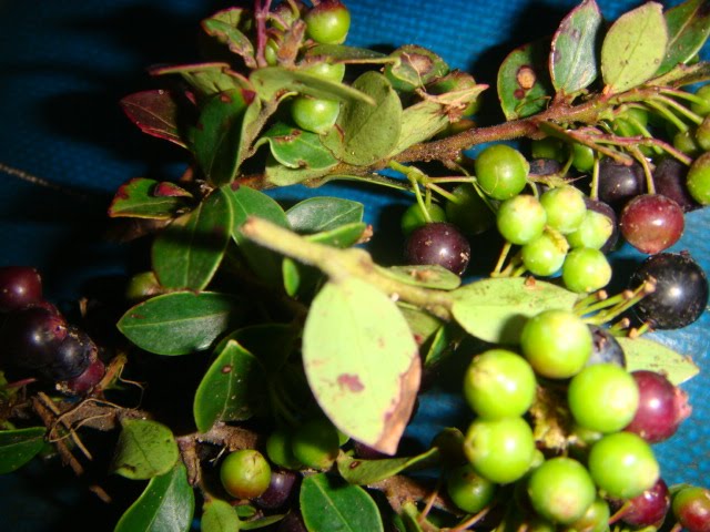 Philippine Languages @ Cordillera Administrative Region: Ayyusip, Free ...