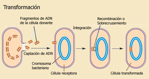 L'enginyeria genètica i el clonatge