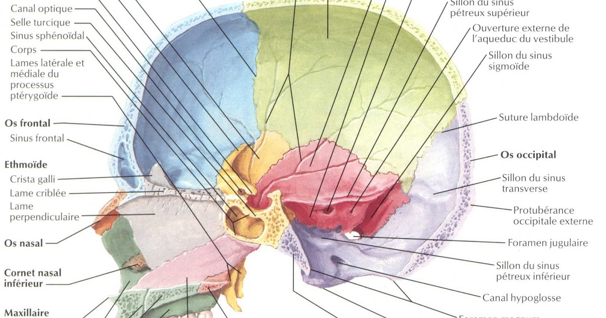 anatomie de la tête: anatomie de le tête, images