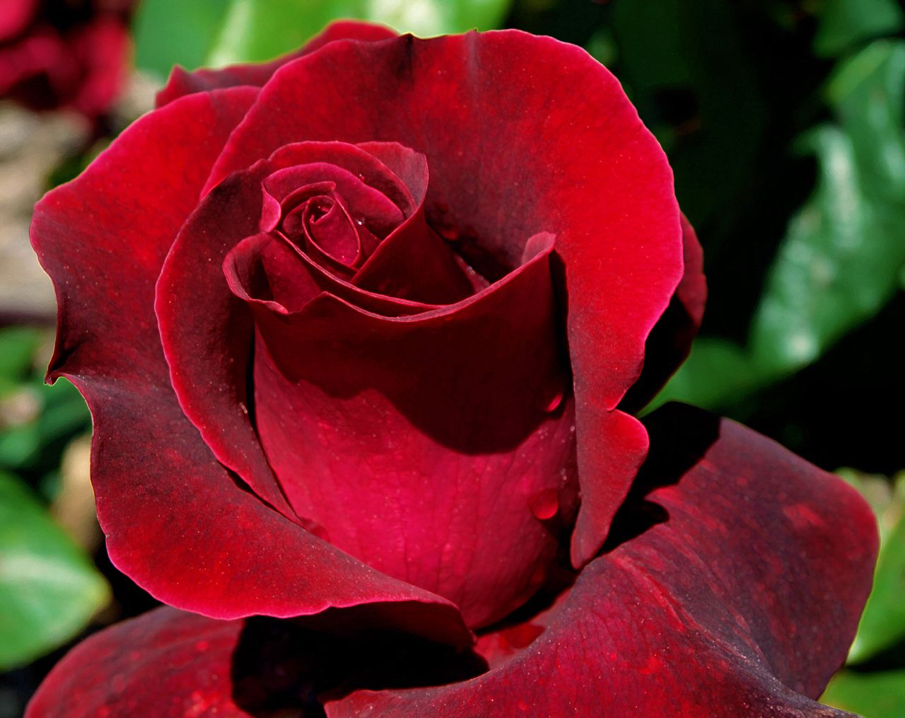 Rose Petals from Heaven: A Red, Red Rose