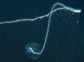 ANIMAL CORNER: Really LONG...