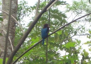 In Search of the Common House Sparrow In Attingal