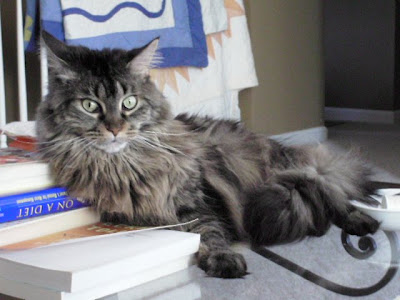 Every Day is a Gift: Cat Fur Everywhere!