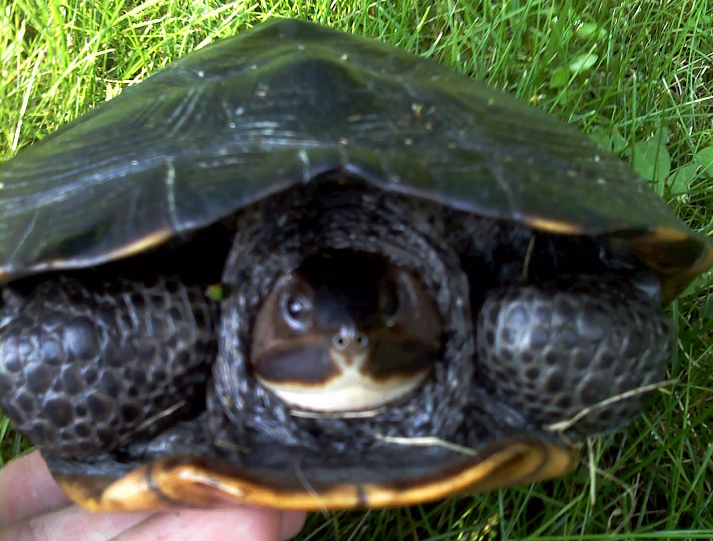 The Lord Geekington: A Most Peculiar Turtle