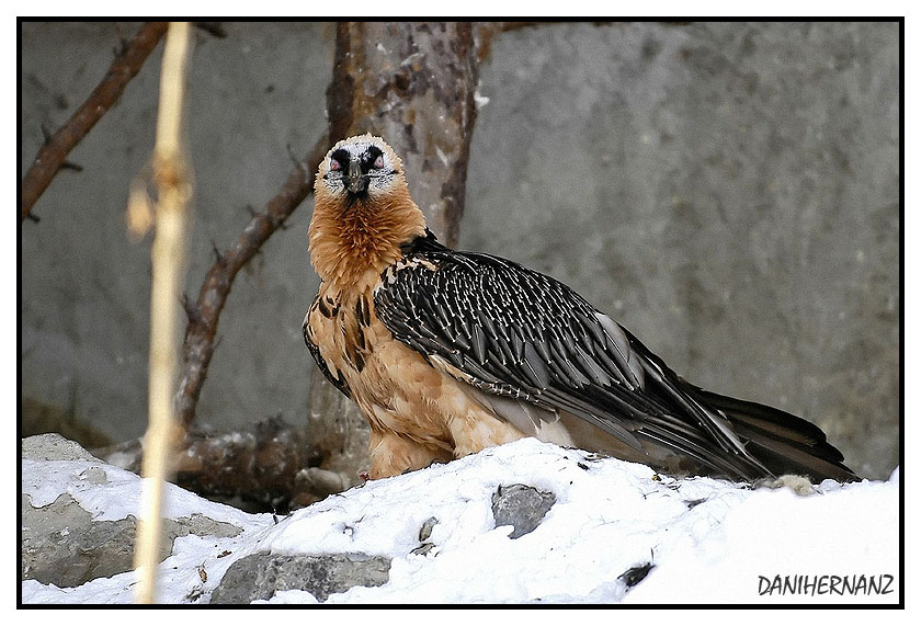 Cazorla. Quebrantahuesos en la Sierra