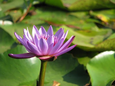 Color Marinade: Shapla: The National Flower of Bangladesh