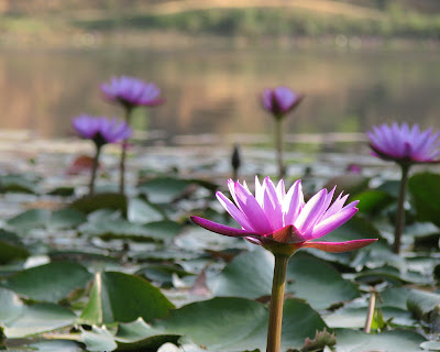 Color Marinade: Shapla: The National Flower of Bangladesh