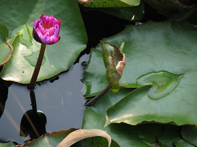 Color Marinade: Shapla: The National Flower of Bangladesh