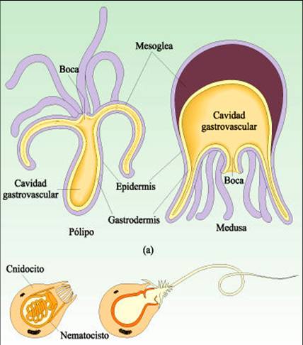 Biología animal: Sub-reino Mesozoa y Eumetazoa