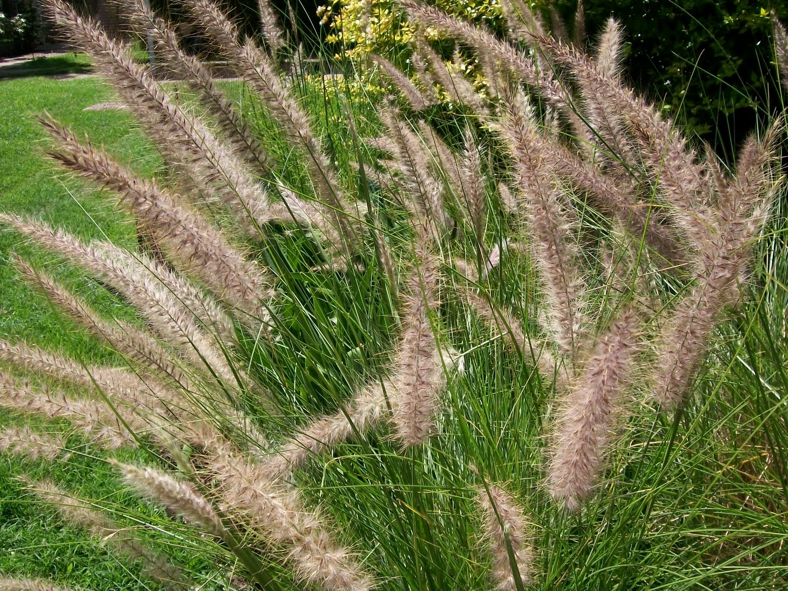GRAMINEAS ORNAMENTALES. - Las manos en la tierra