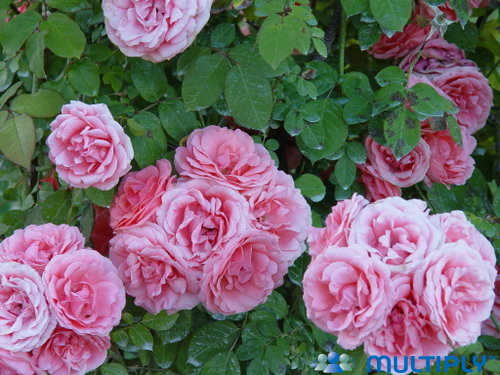 Budidaya Tanaman Bunga Mawar