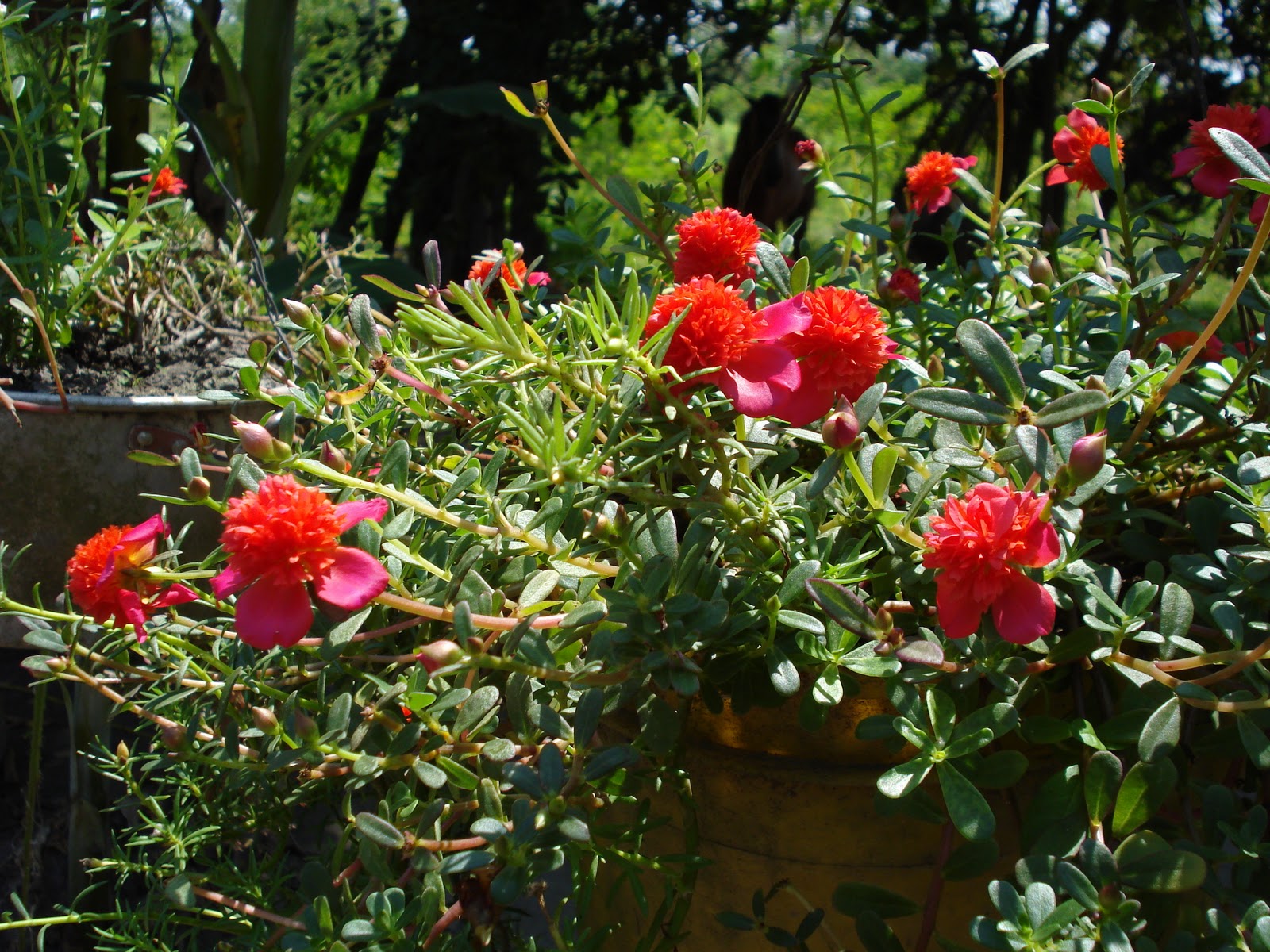 participacion ciudadana: flora en colombia