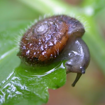 TYWKIWDBI ("Tai-Wiki-Widbee"): A hairy snail