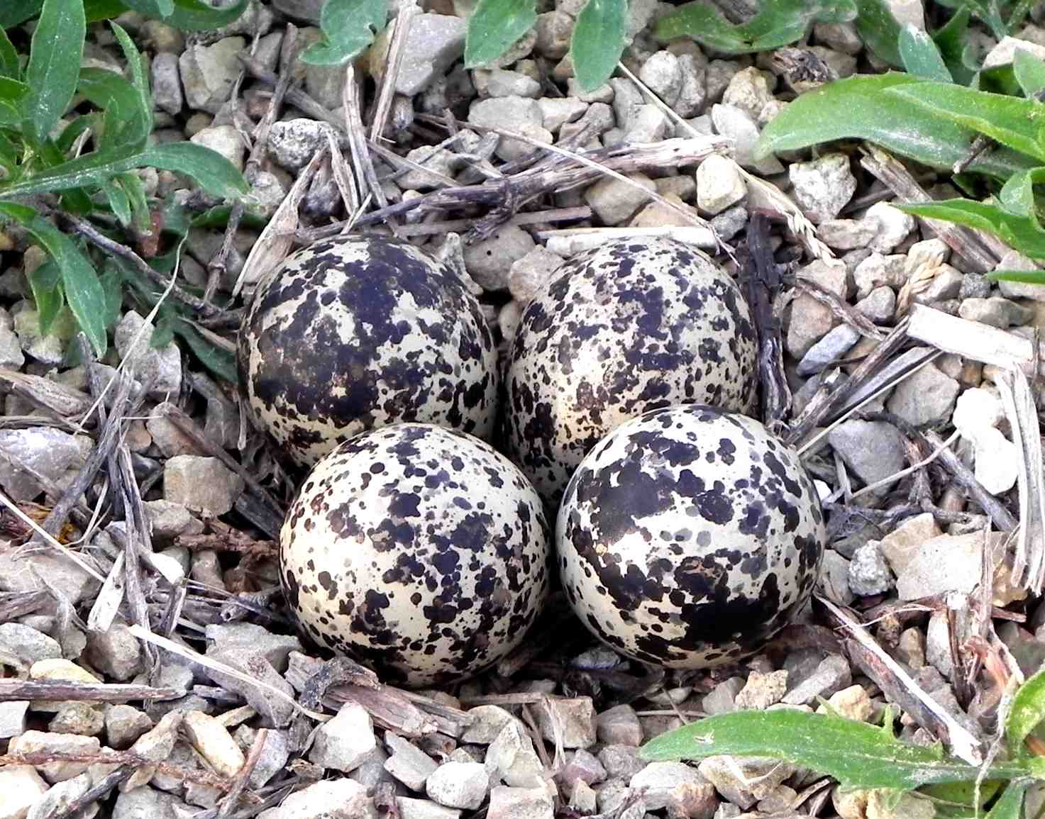 TYWKIWDBI ("Tai-Wiki-Widbee"): Killdeer nest