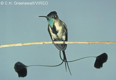 TYWKIWDBI ("Tai-Wiki-Widbee"): A marvelous hummingbird video at the BBC ...